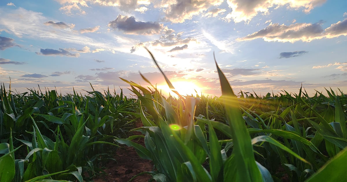 U.S. corn market: A look ahead, lessons from past