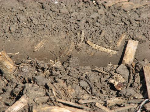 2018 Corn planting considerations