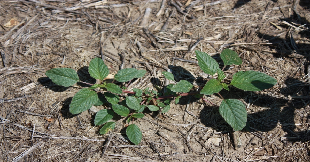 Manage herbicide-resistant weeds