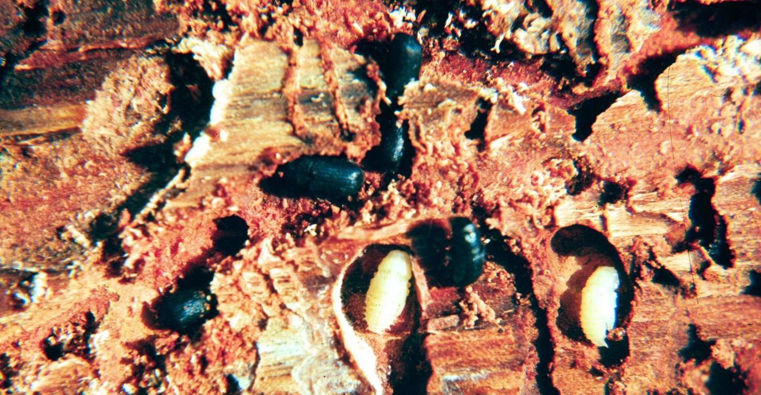 Managing for mountain pine beetle