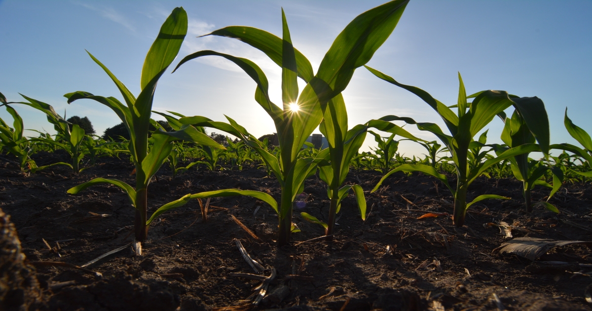 Midwest weed control review