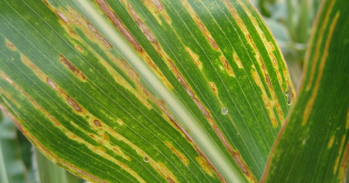 Bacterial leaf streak showing up in Nebraska corn