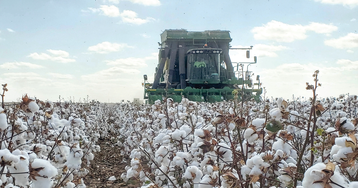 Inside the role of a Cotton Broker: Beyond simple sales