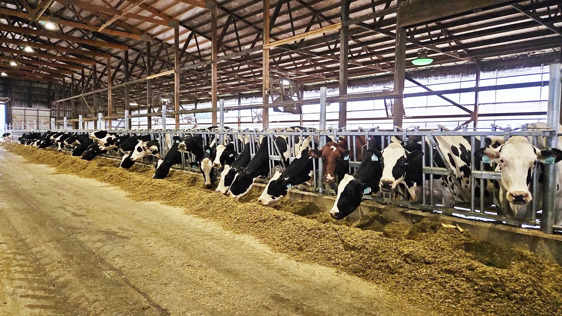 Forage testing improves livestock nutrition and farm profitability
