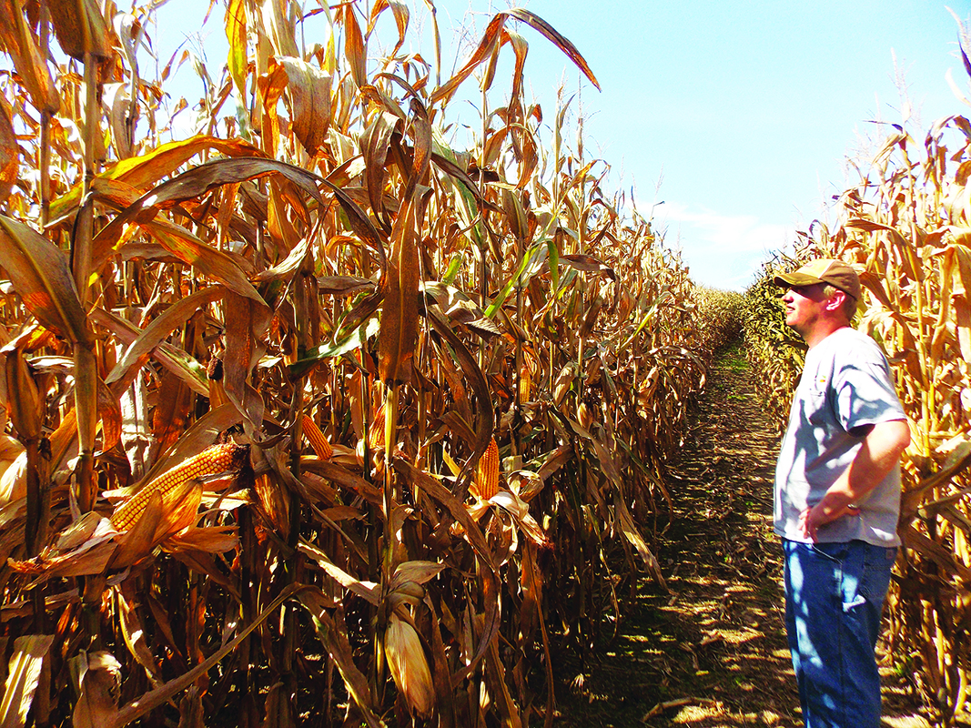 New corn hybrids may help reduce disease risk in no-till