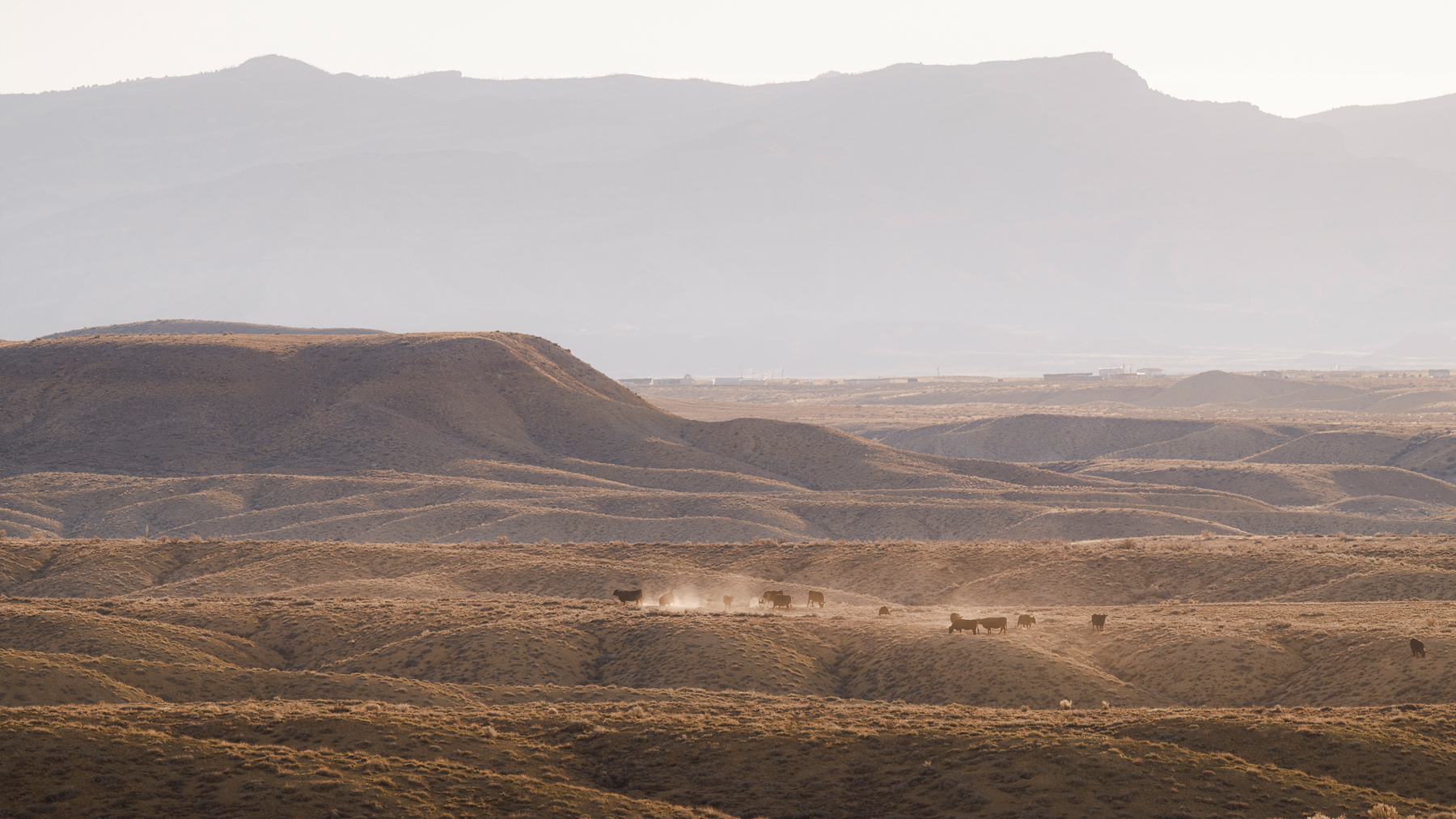 Halter launches direct-to-satellite virtual fence collars
