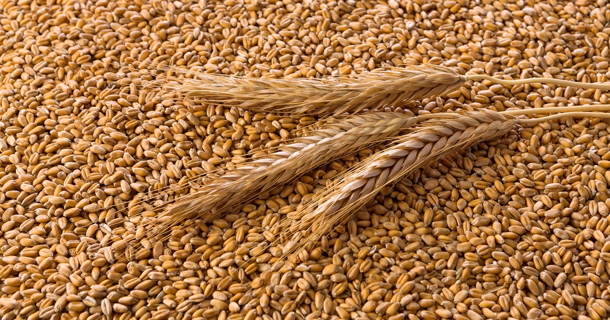 wheatyt