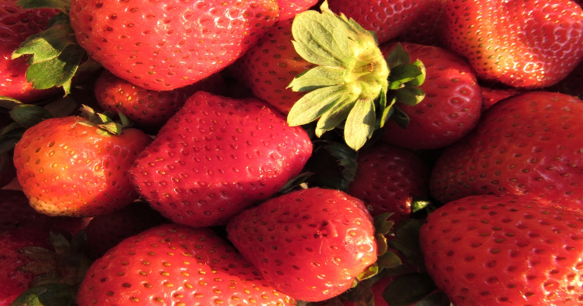 Calif. strawberry growers produce more with less