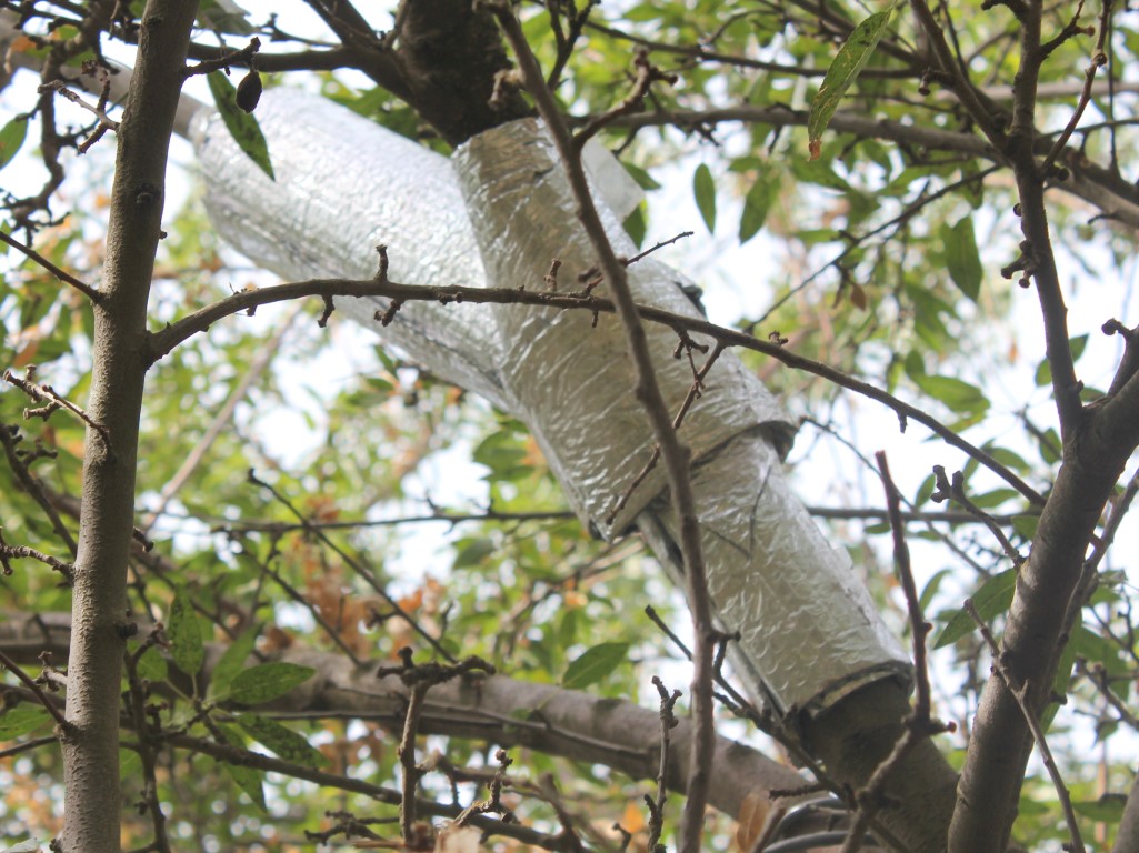 Sap sensors unveil vital almond tree water status