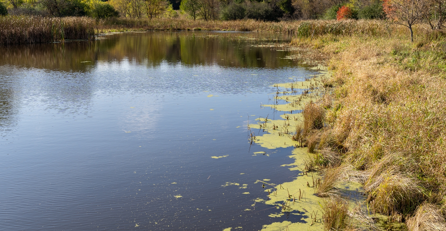 Pond scum shows potential as soil conditioner
