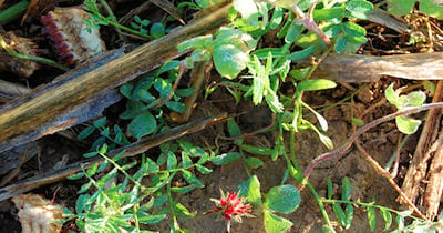 Cover crops may be a biological 'bug' killer