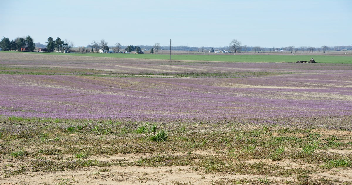 Why farm fields are purple