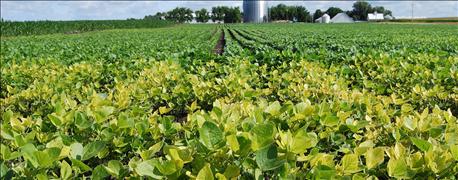 Seeing yellow spots in your soybeans?