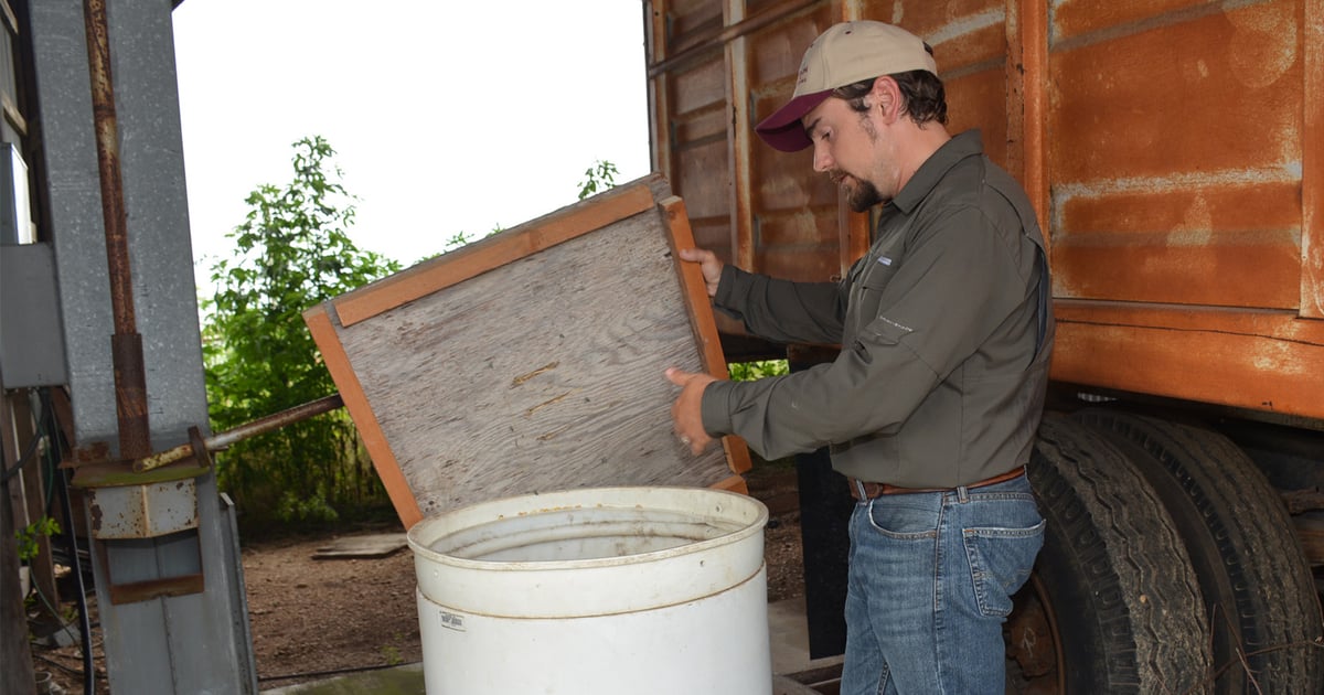 Feral swine bait recipe: simple, inexpensive