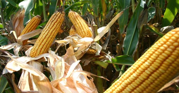 10 keys to high corn yields