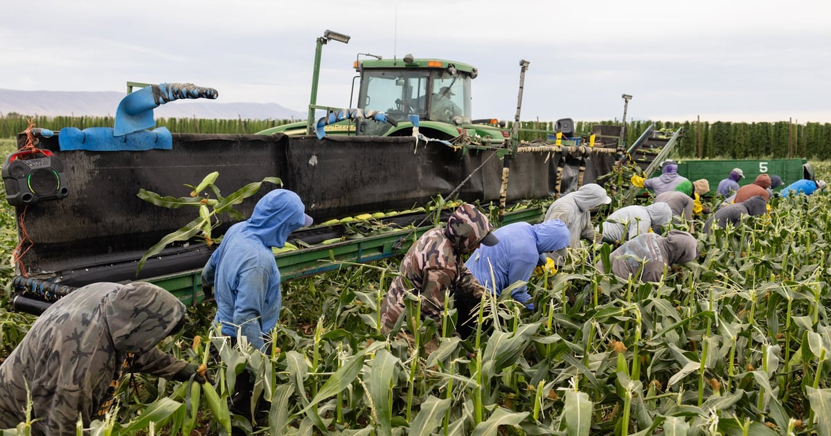 Record U.S. corn crop drives profits for crop chemical makers