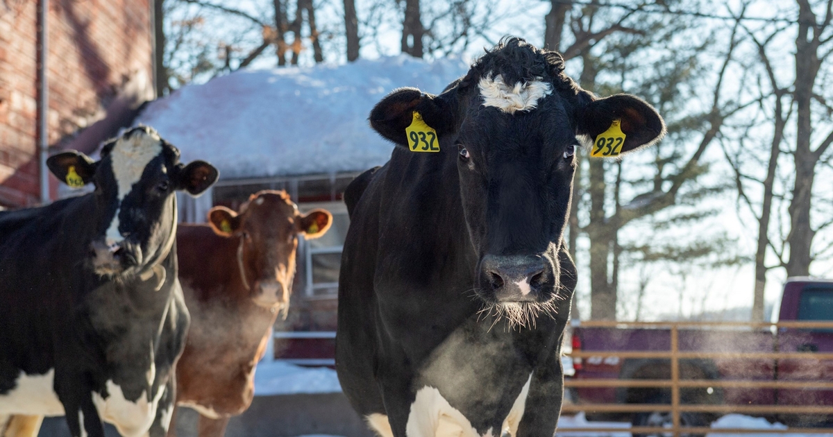 Cold weather creates cow care challenges