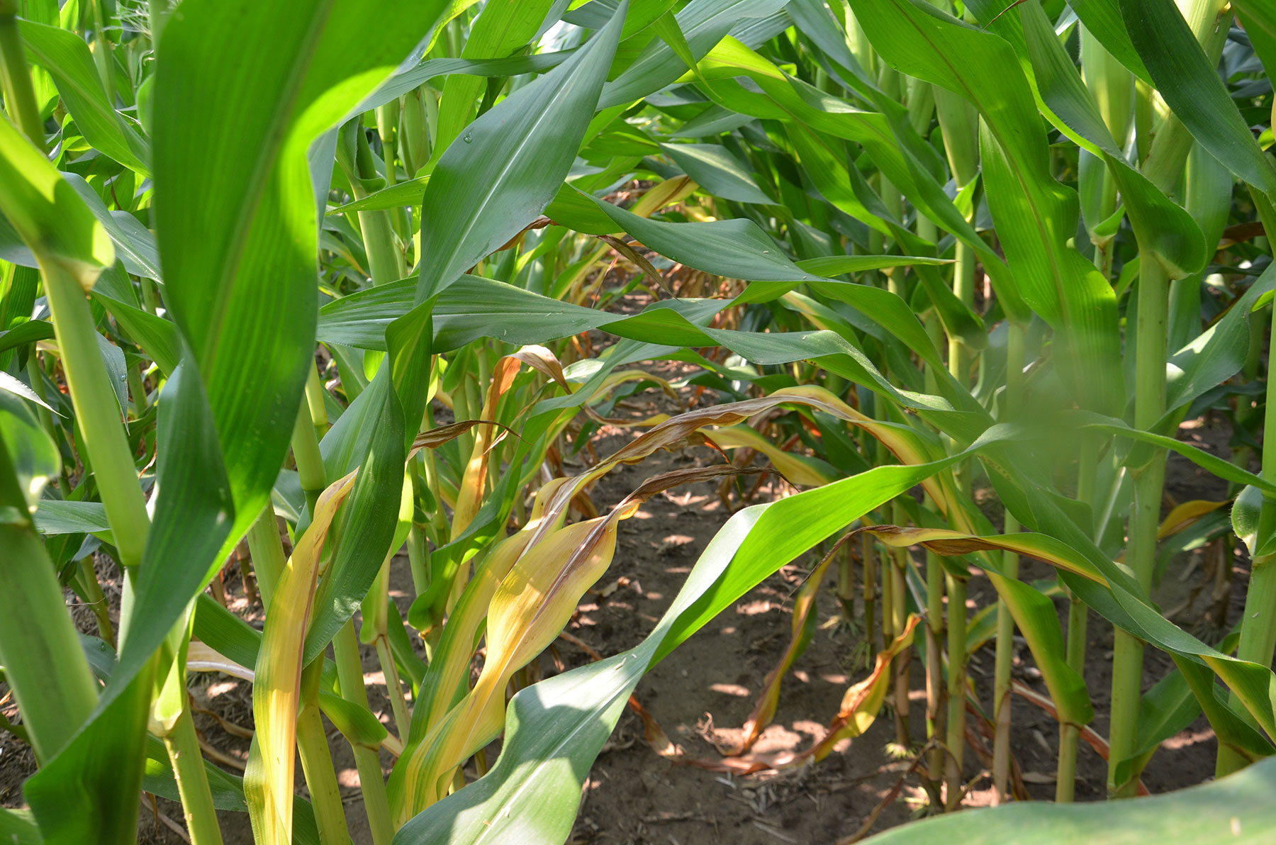 Does your corn have enough nitrogen?