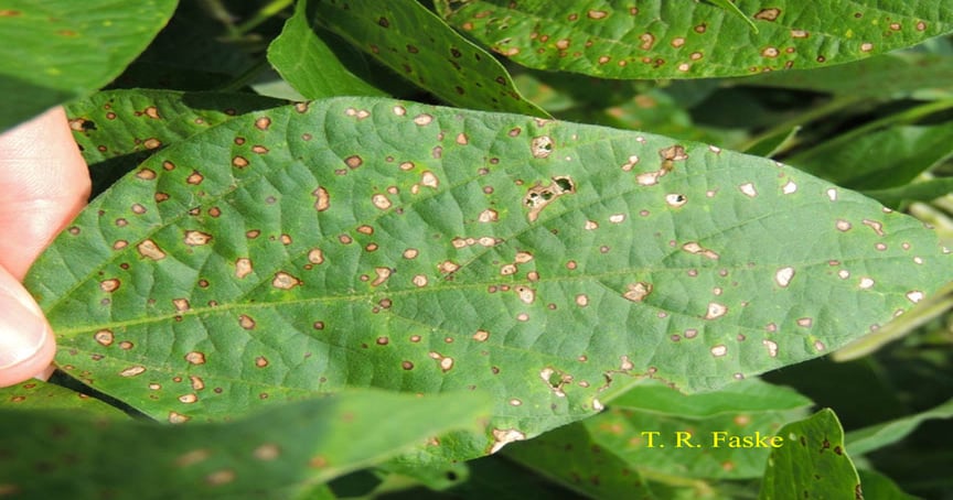 Frogeye Leaf Spot Frogeye Leaf Spot - Soybean Disease Management