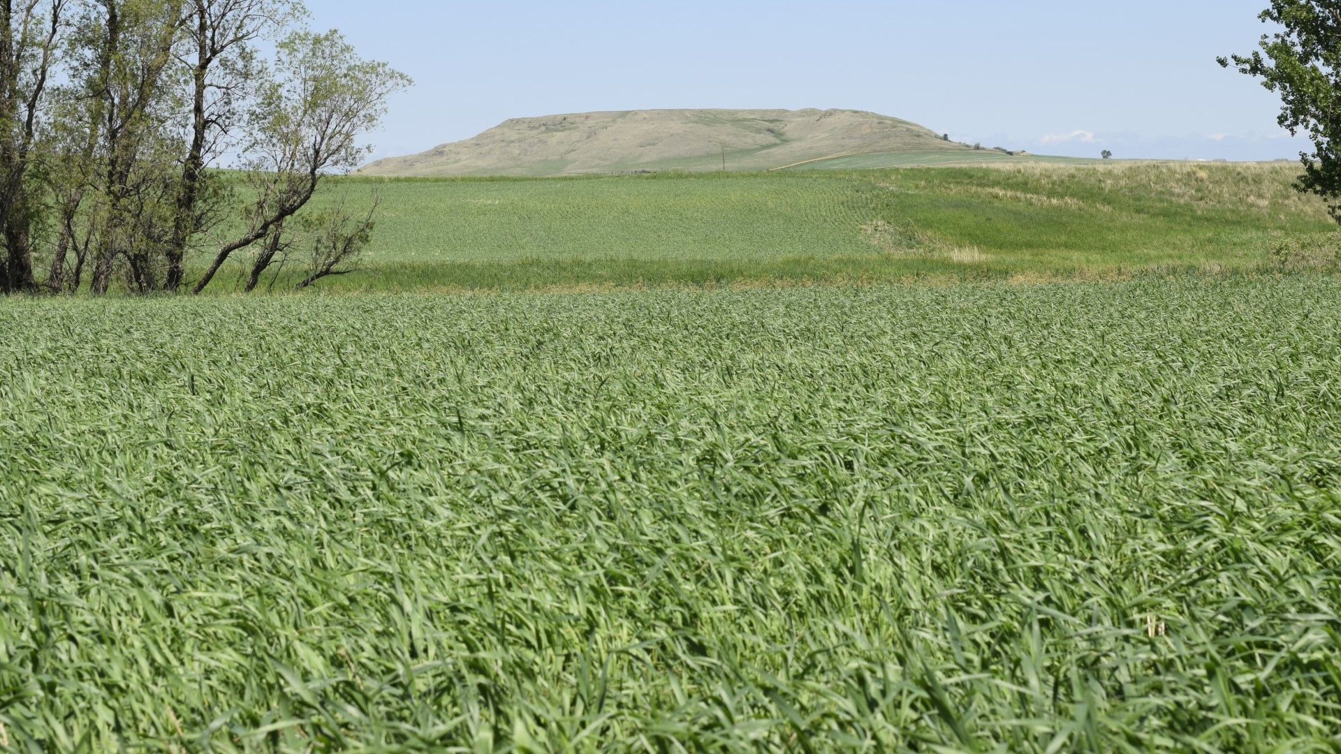 Keep wheat quality, yield potential, marketability