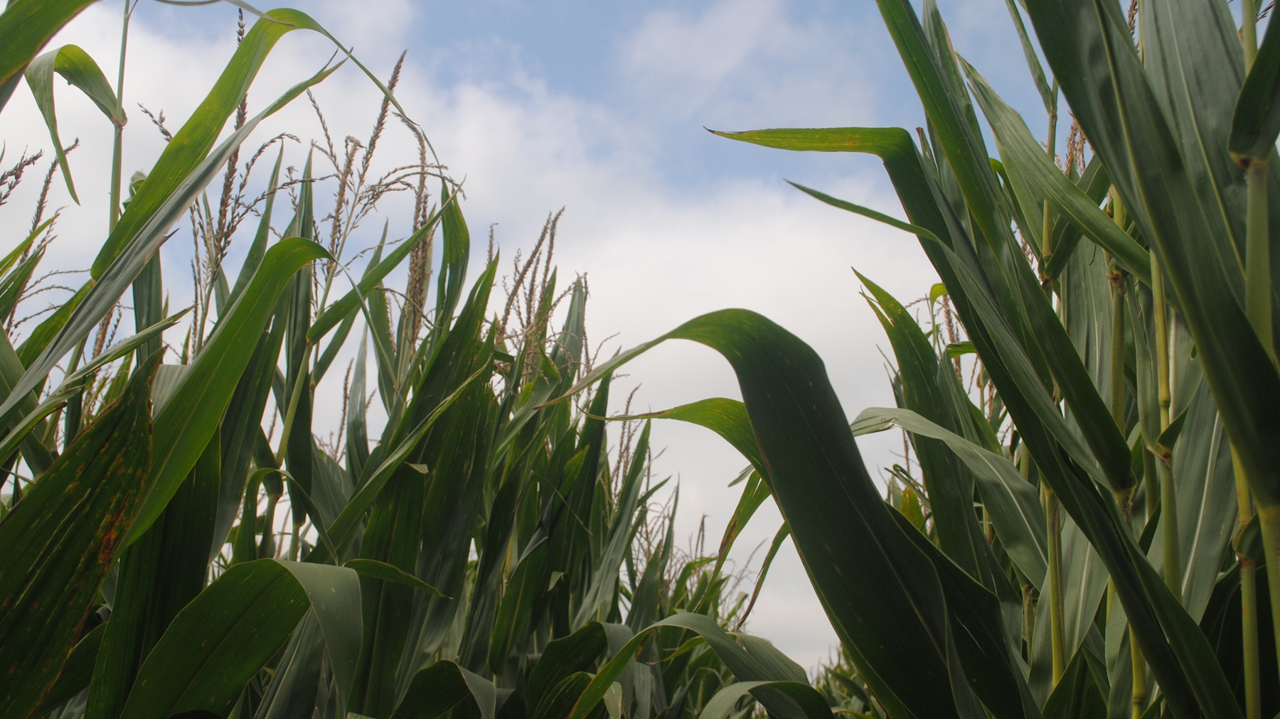 Tassel time fungicide applications for tar spot