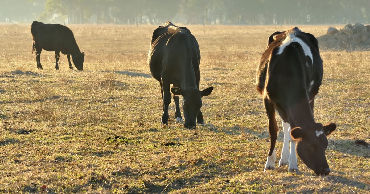 Drought shines light on need to stockpile forage