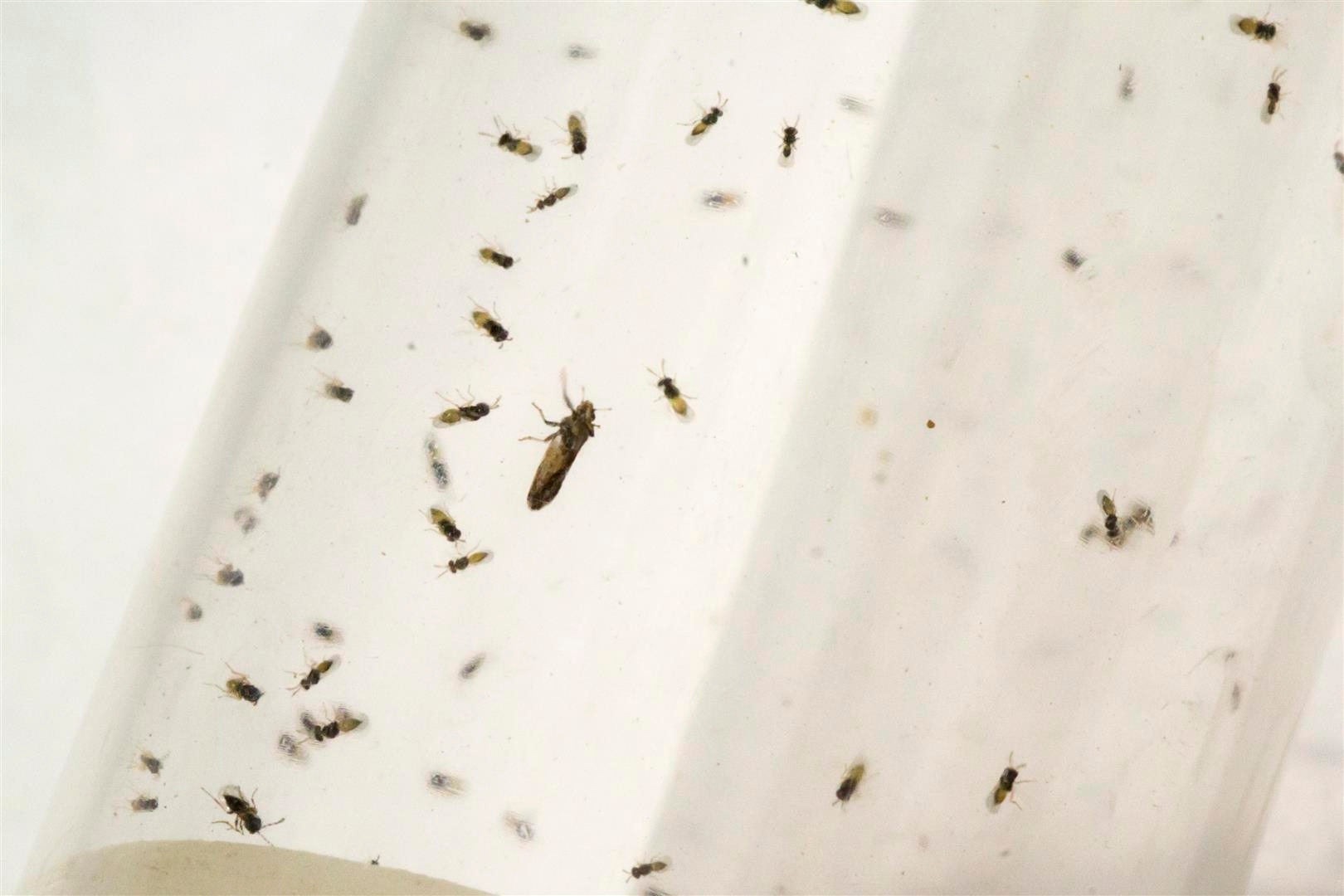 Entomologists propose second wasp for biological control of ACP