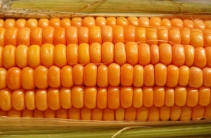 Genetically modified corn edges toward acceptance in Mexico | Farm Progress