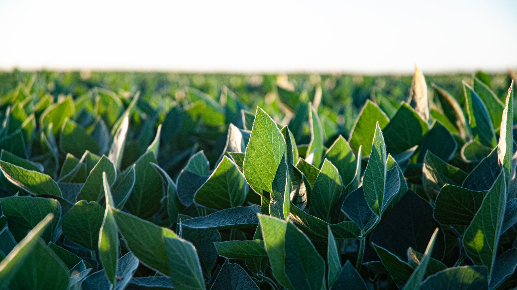Avoid agronomic ‘sins’: 5 seed practices to maximize yields