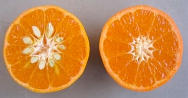Tango mandarins soon to appear in produce aisle | Farm Progress