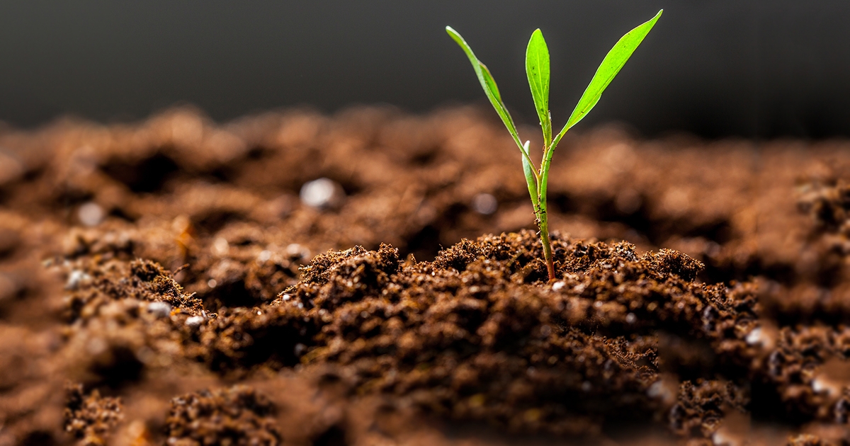 Gaining new respect for rhizobia bacteria