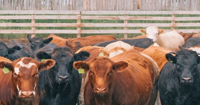 Beef implants: Common questions answered