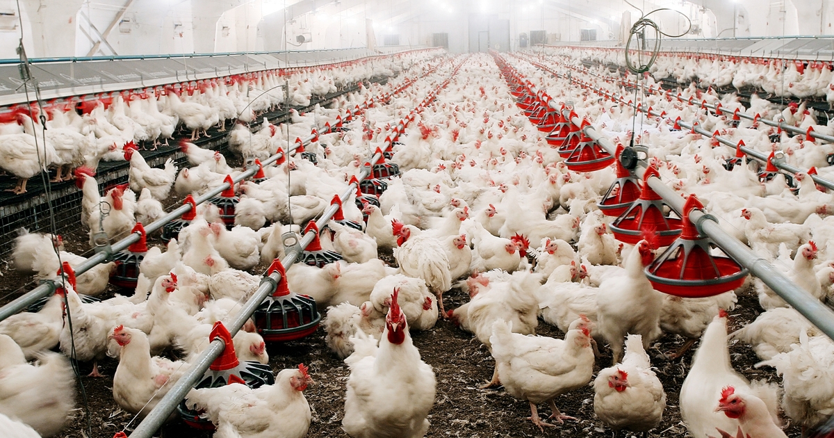 HPAI affects birds, prices