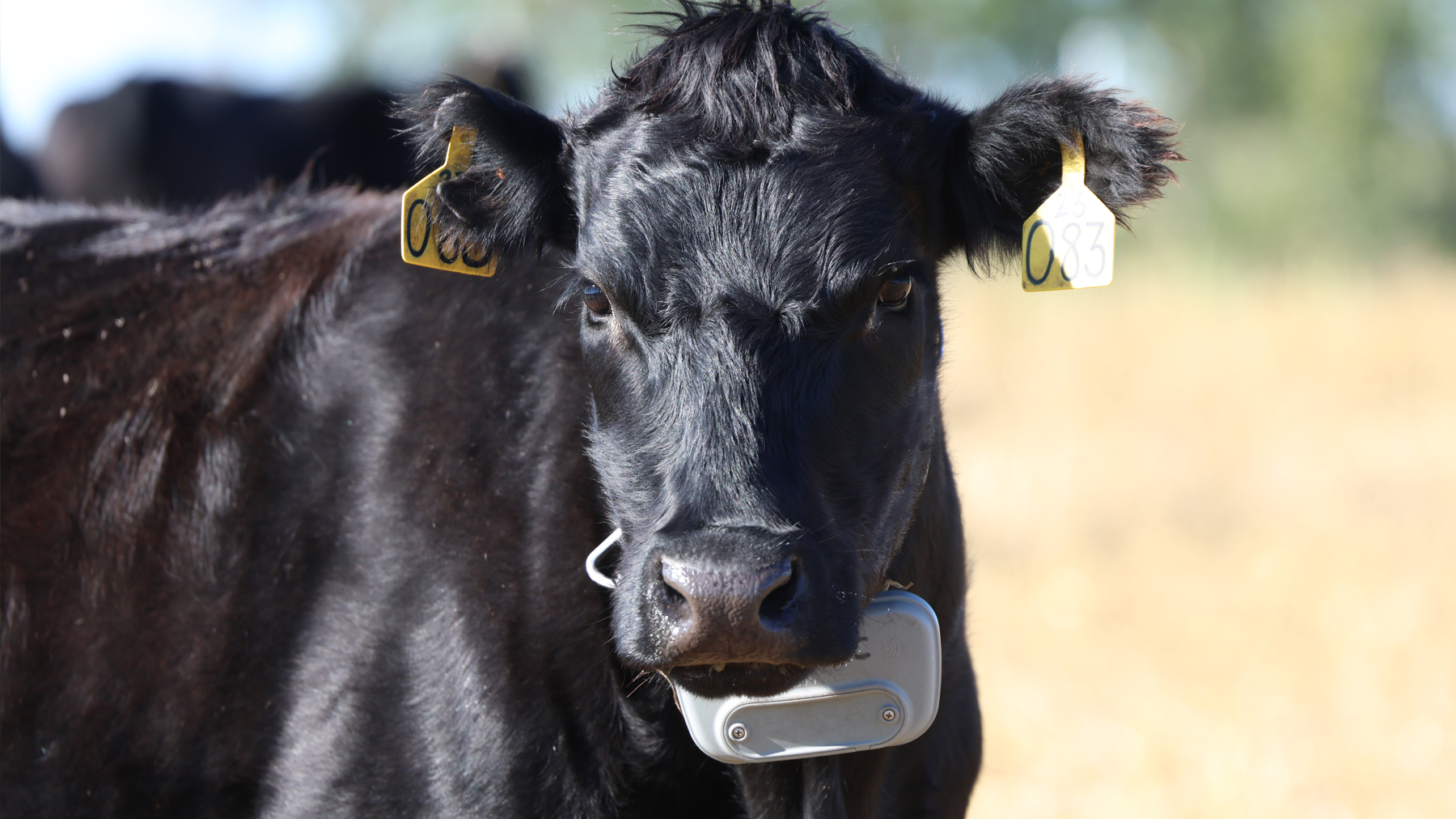 Virtual fencing gains ground in U.S. despite high costs