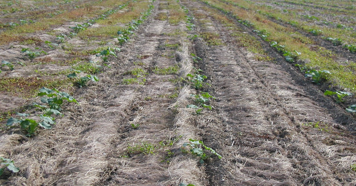 Caring for your soil’s skin