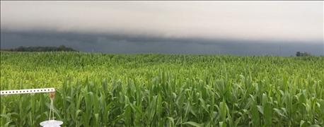 Soybean tissue sampling and corn disease watch are the key activities now