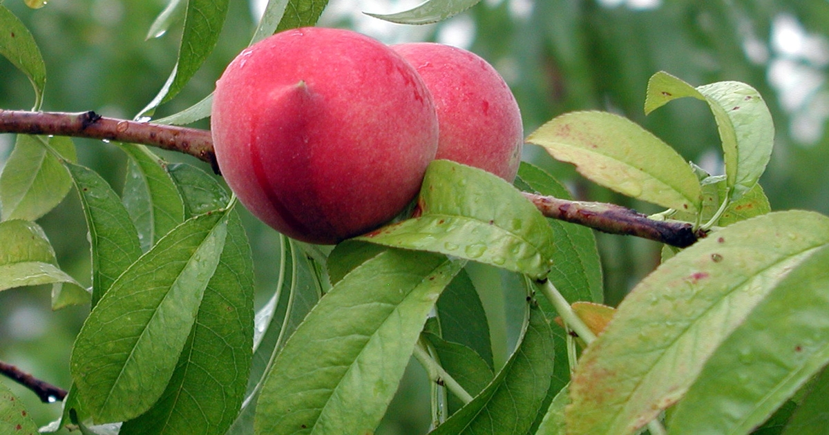 Alabama peaches facing some uncertainty