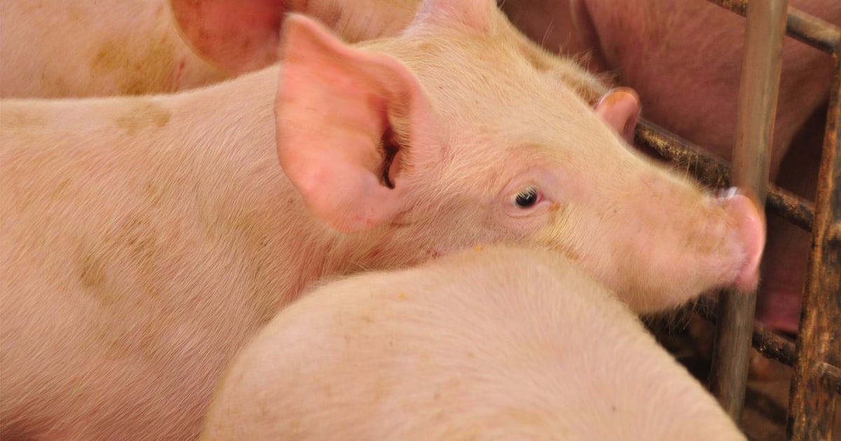 Hog expansion accelerating