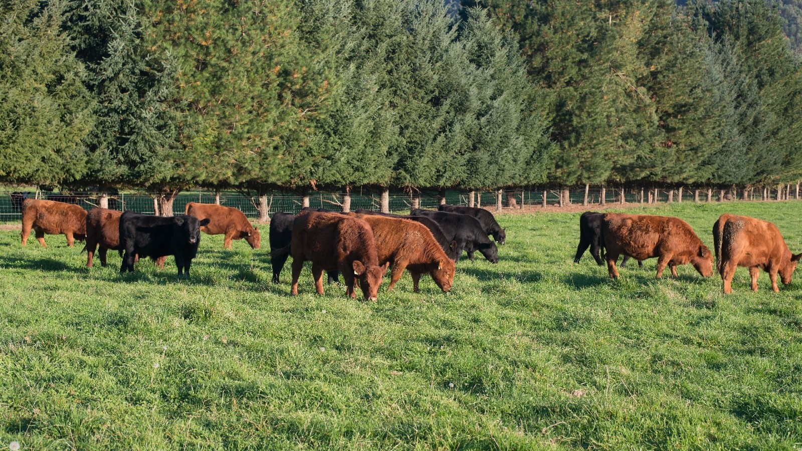 Grass-finished beef on high-quality pastures
