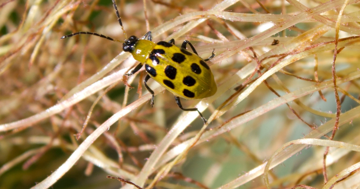 Scout now for corn rootworm beetles