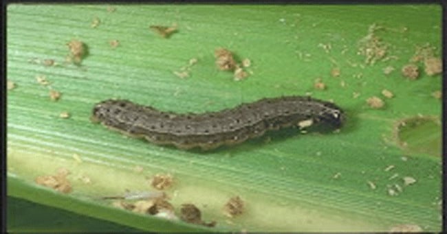 Fall armyworm moths have been captured in Kentucky
