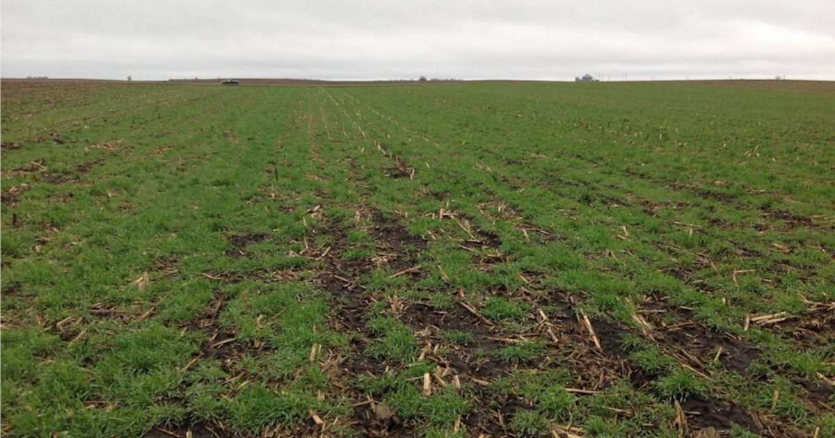 Are cover crops right for your farm?
