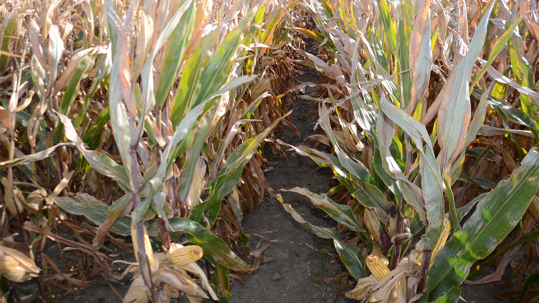 Success of short-stature corn studied in Indiana