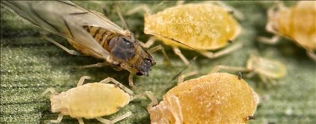 Insecticide approved in Nebraska to treat sugarcane aphids