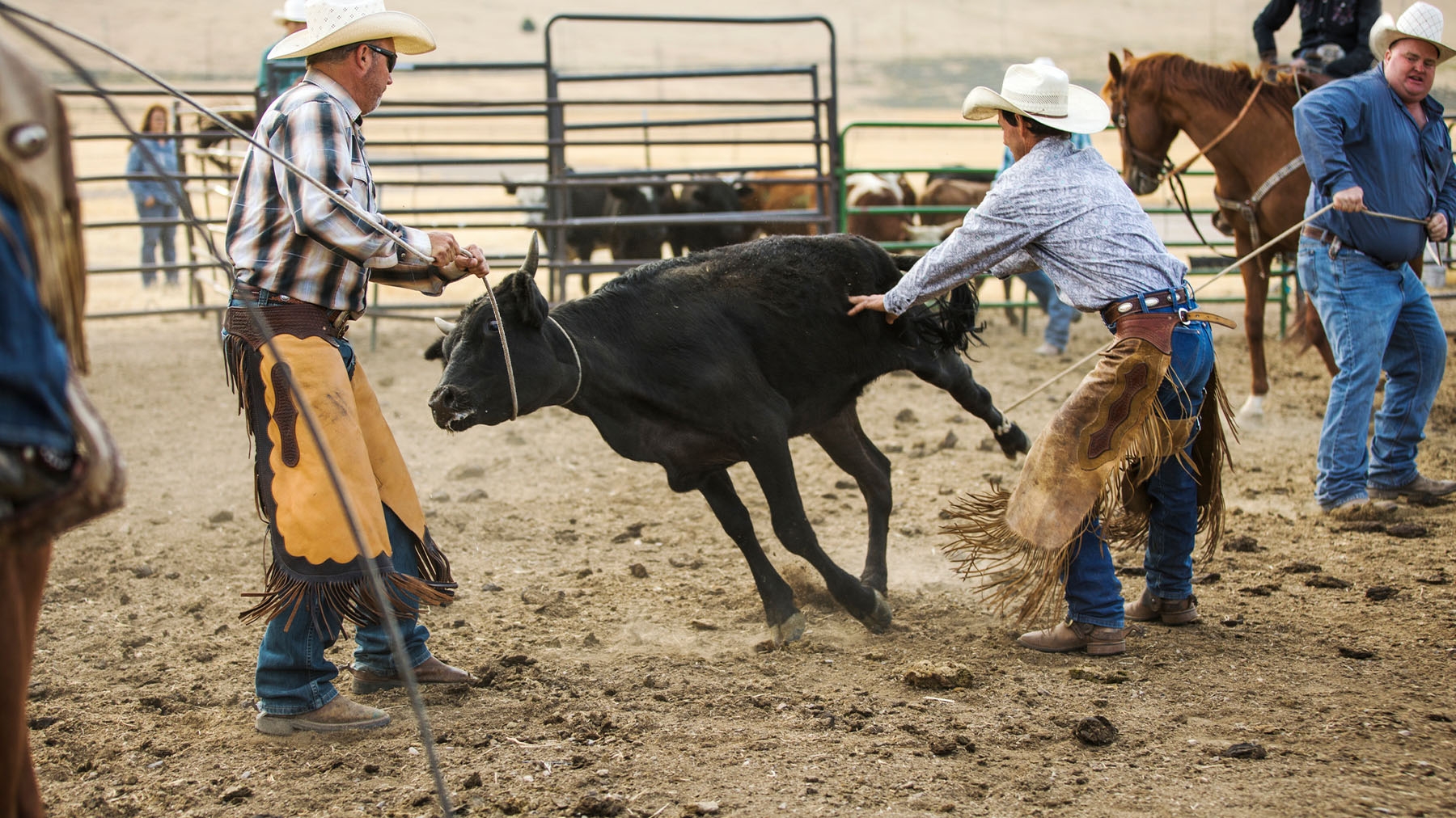 Cattle working facilities: What makes it easier?