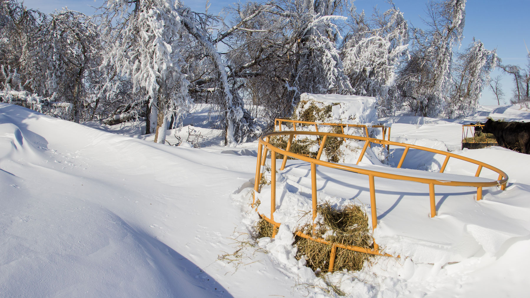‘Storm of century’ blanketed Minnesota in January 1975