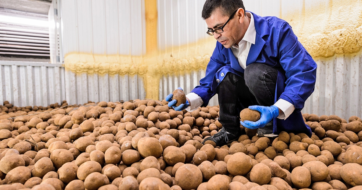 Curator at UW research station monitors potato health