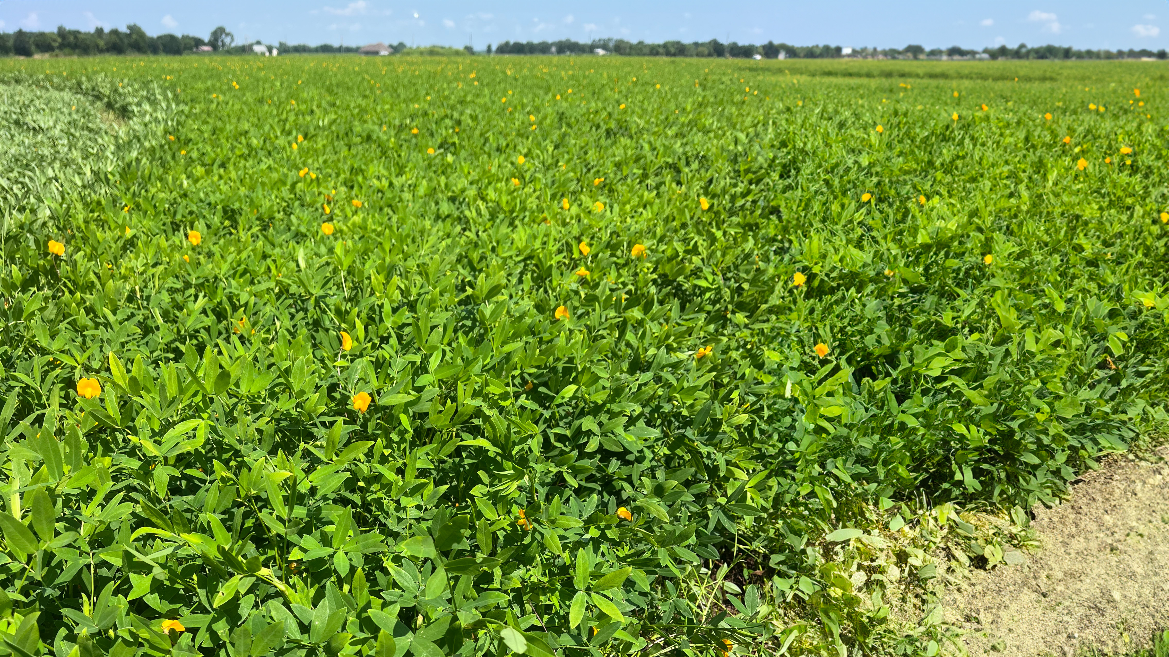 Perennial peanuts offer premium forage for South