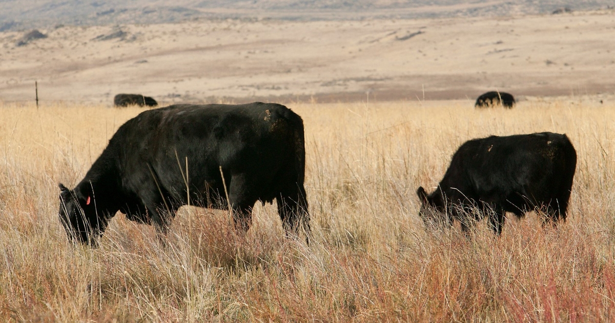 UW Extension to offer AI, breeding classes