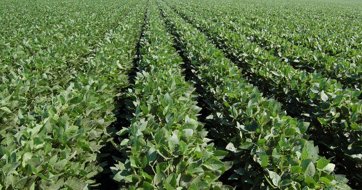 New research reveals growers’ highest rated soybean trait platform of